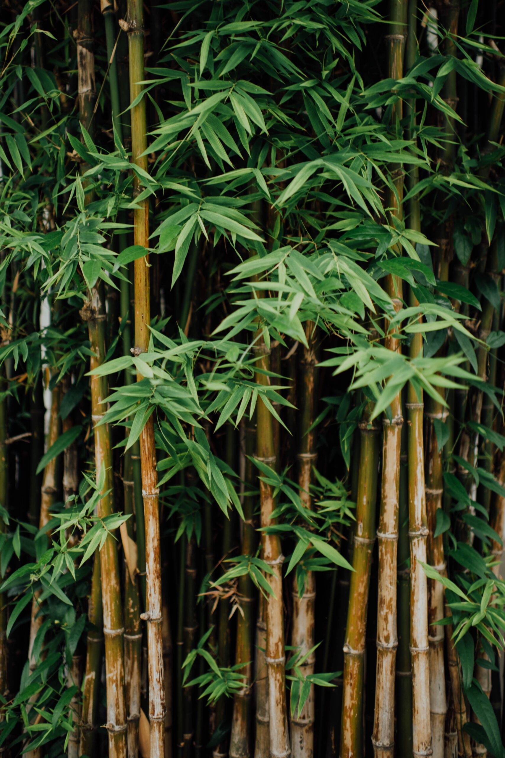 Bamboo Garden Design – The Perfect Way to Add a Natural Touch ...